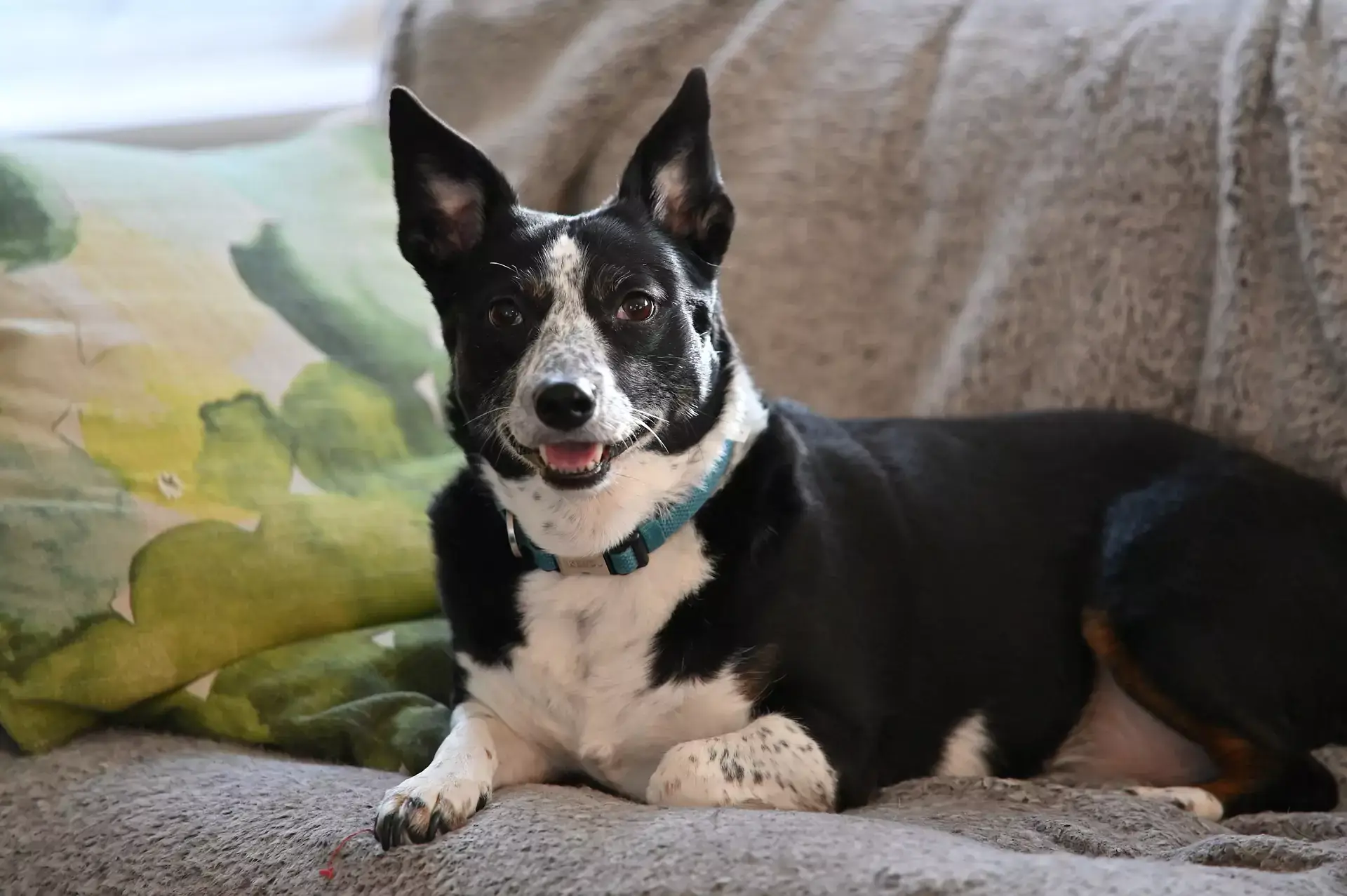 Why Does My Dog Dislike Baths? | All About Animals Veterinary Hospital